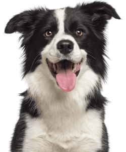 Durable Chew Proof Dog Toys for Happy Pups